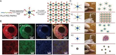 A Schematic Assembly Structure In Thermo‐responsive Hydrogel Based On