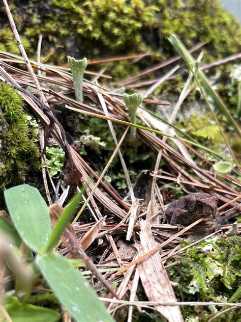 Tiny King R Miniworlds