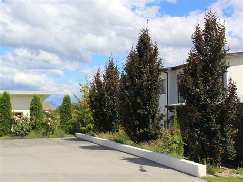 Fagus Sylvatica Dawyck Purple Columnar English Beech Tree