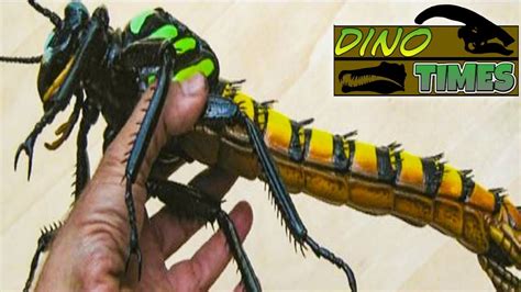 How Did Prehistoric Bugs Get So Big Dino Times Youtube