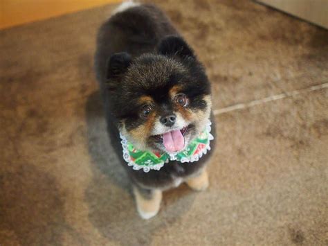 中村ゆりさんのインスタグラム写真 中村ゆりinstagram「俺はトリマーさんに、クリスマスの良い漢にしていただいた。 プレゼントは俺
