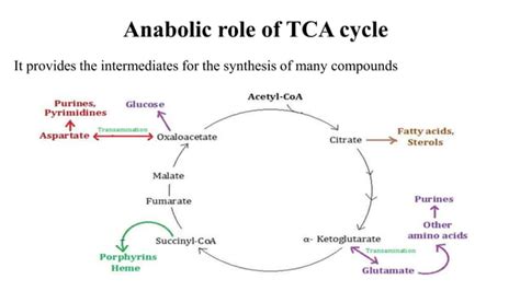 2 Tca Cycle And Fate Of Pyruvate And Acetyl Coa Pptx