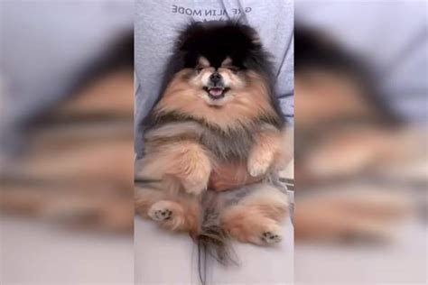 遇到不听话的狗狗怎么办 狗狗