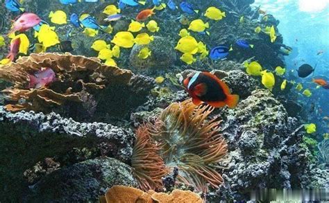 世界上最大的海洋馆，造型像豪华游轮，把鲸鱼养在水族箱里水族馆新浪新闻