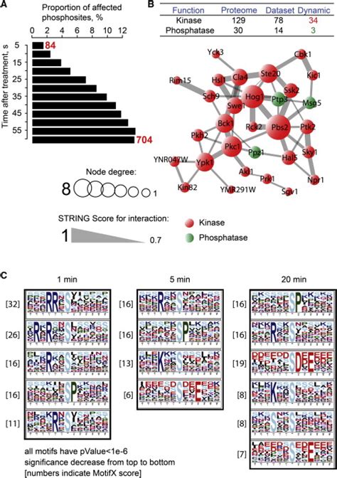 Temporal Complexity Of The Kinase Phosphatase Network And Relationships Download Scientific