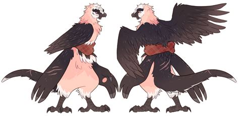 Bavom Viking Bearded Vulture Reference Sheet 1 By Adecenttea On
