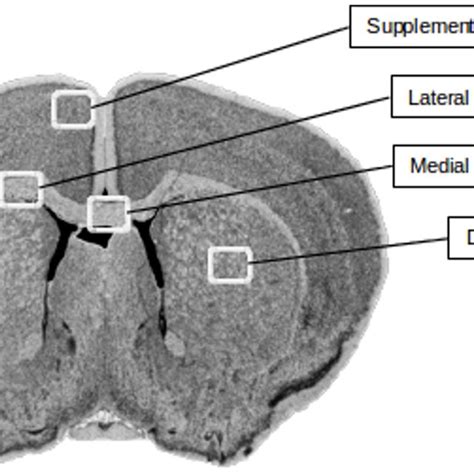 Tissue Sections Regions Of The Mouse Brain Where Download