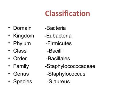 Staphylococcus Aureus