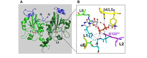 Ccta Catalytic Domain A The 2 2 Å Crystal Structure Of Rat Ccta 236 Download Scientific