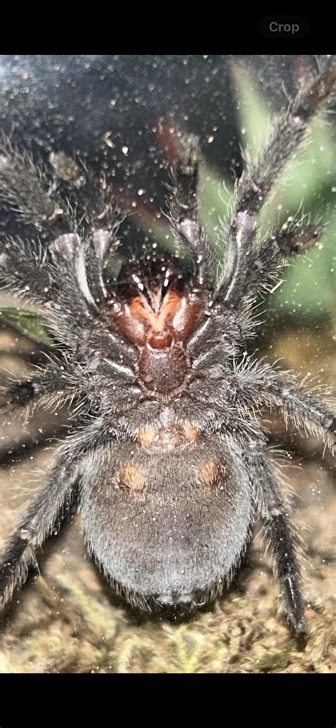 Can You Help Me Sex My 2” G Pulchra Please Rtarantulas