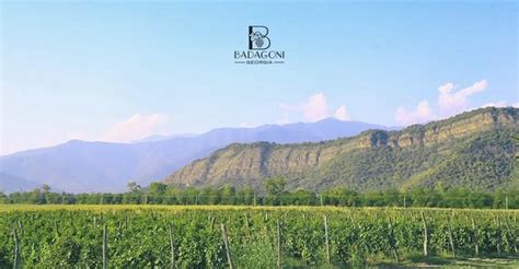 Вино Бадагони: история, обзор видов, как и с чем пить