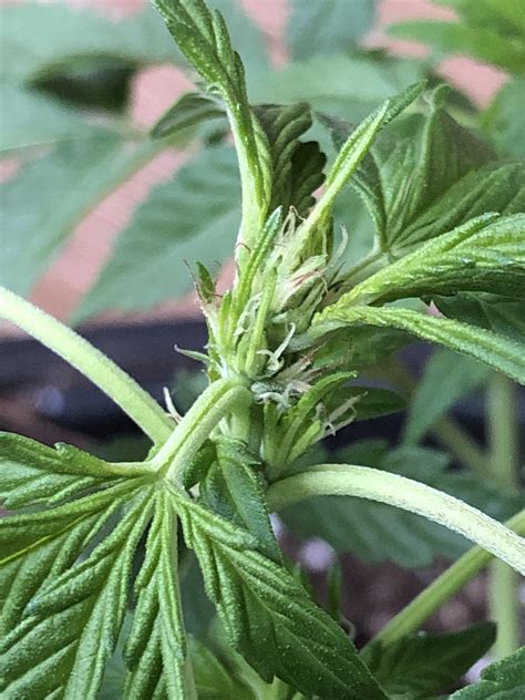 Female Weed Plant Pre Flower