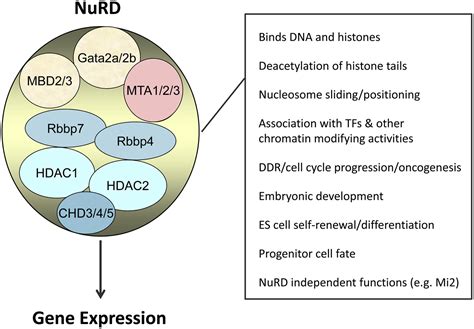 The Nucleosome Remodeling And Deacetylase Complex In Development And