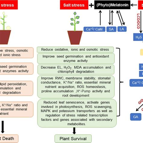Phytomelatonin Metabolism In Plants Biosynthesis And Degradation Is