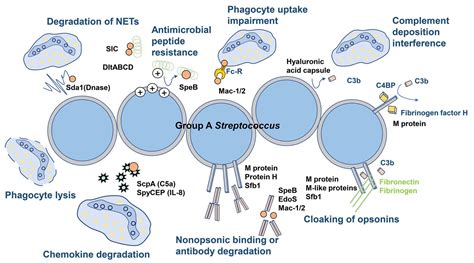Group A Streptococcus Vaccines Creative Biolabs