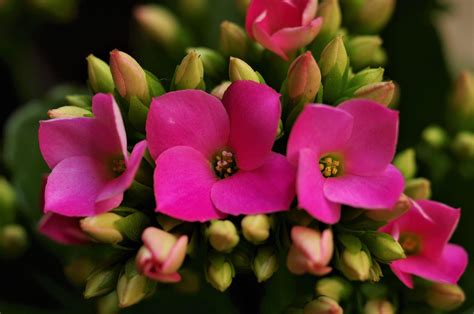 粉红色的花 Pixabay上的免费照片 Pixabay