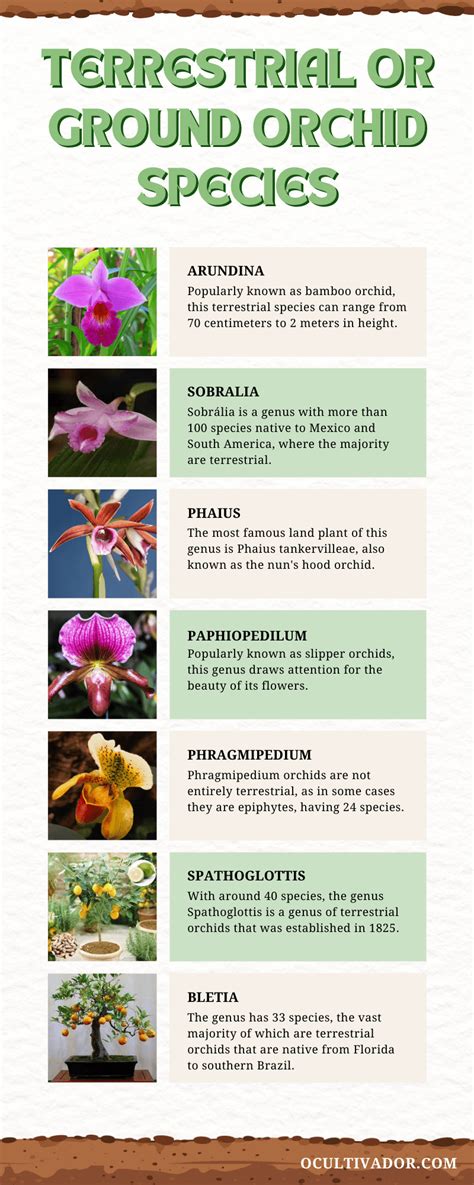 Orchid Plant Types Of Orchids With Pictures And Names