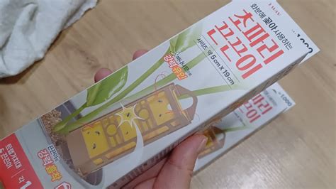 다이소 화분 뿌리파리 끈끈이 초파리 Youtube