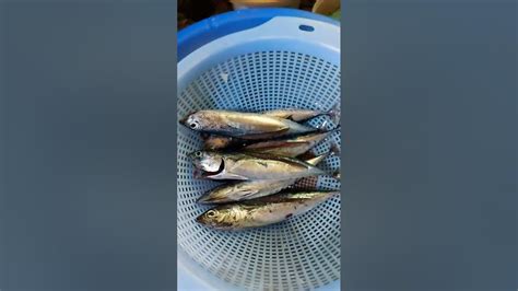 Tulingan Small Tuna Fish Satisfying Trending Youtube