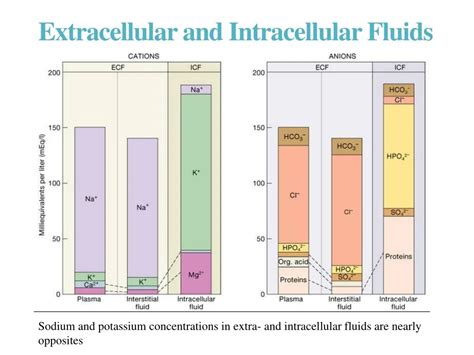 Ppt Biological Function Of Inorganic Elements Powerpoint Presentation