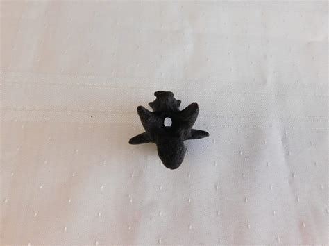 Turtle Vertebra Fossil Fossils And Artifacts For Sale Paleo Enterprises