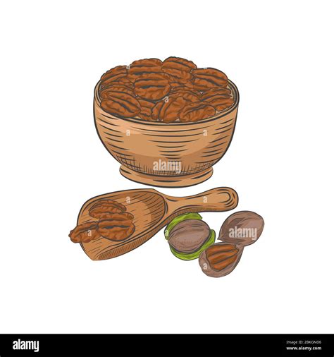 Pecan Kernels And Nutshells Isolated On White Background Stock Vector