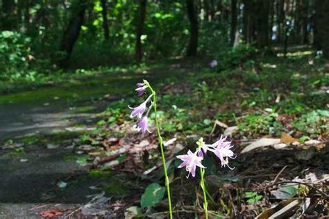 コバギボウシ 片栗の花 楽天ブログ