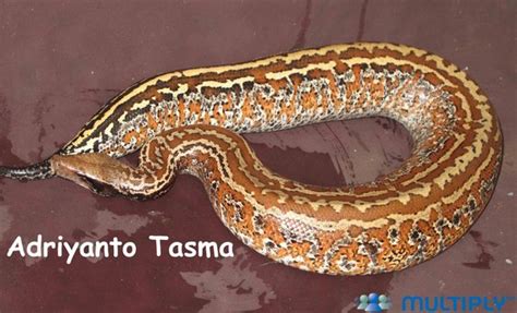 Blood Python Dipong Python Curtus Reptilers