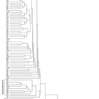 An UPGMA Dendrogram Showing The Squared Euclidian Distances Of The