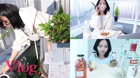 Vlog 프리랜서 브이로그 프리랜서 디자이너의 일 없는 여유로운 평일 보내기😎 테라스 혼술 담금주 만들기 화분
