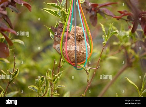 Tree Mouse Hi Res Stock Photography And Images Alamy