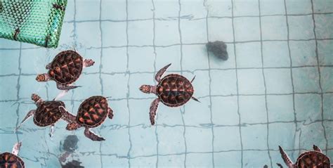 Marine Turtle Conservation Make A Difference Gvi