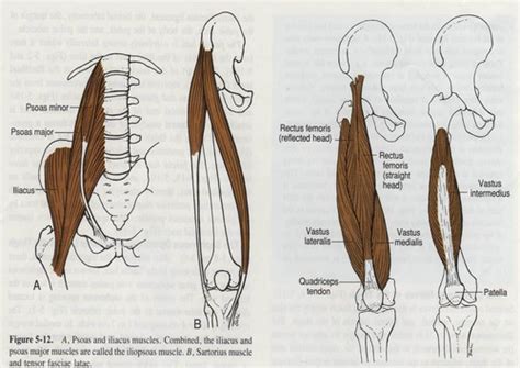 Hip Extensor Muscles