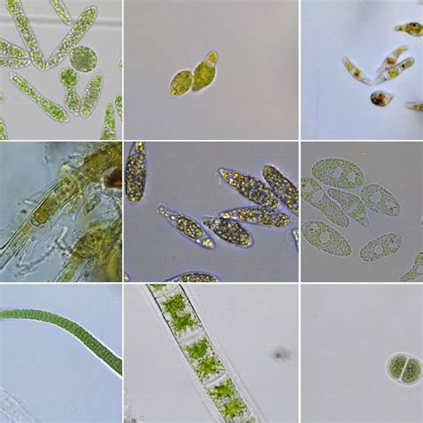Various Types Of Cyanobacteria And Microalgae Source Lenka Hutárová Download Scientific