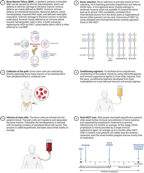 Visual Dictionary Of The Key Elements Involved In Pediatric Bone Marrow
