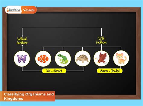 A Deep Dive Into Cell Division Mitosis Meiosis And Why It Matters
