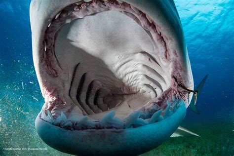 Shark With Mouth Open