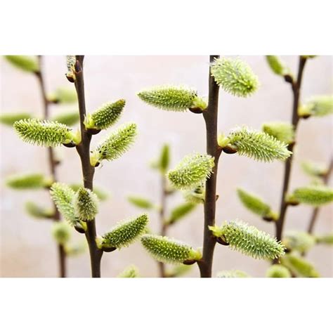 Pussy Willow Tree Cutting To Plant Grow Stunning Weeping Catskin Willow Trees