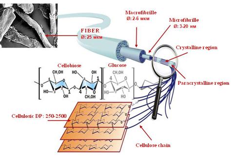 The Microstructure Of The Fiber Download Scientific Diagram