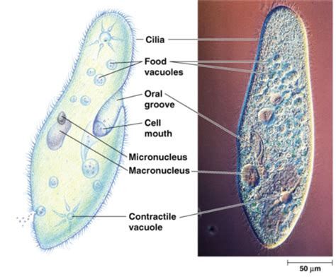 Chapter 21 Protist Evolution And Diversity Flashcards Quizlet