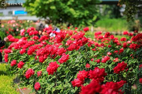 서울에서 가장 아름다운 축제~ 장미 꽃길 걸어요 내 손안에 서울 서울이야기 시민소통 정보소통광장