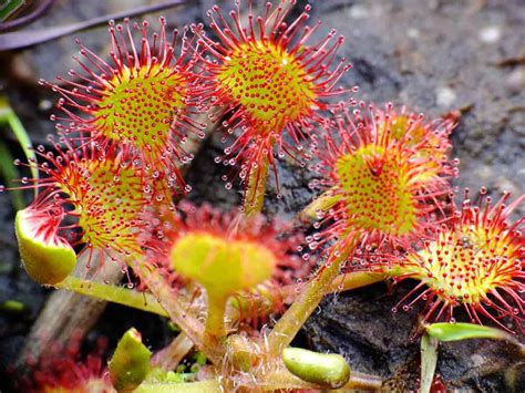 Как питается росянка фото МетСтройСпб ру