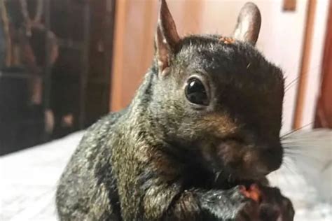 Peanut The Squirrel Euthanized Says Owner Sorry I Failed You