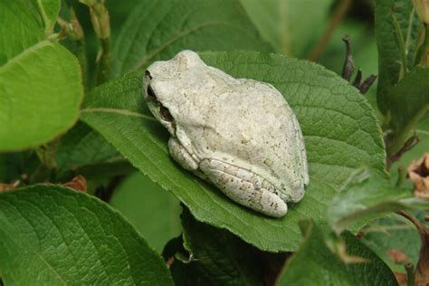 회색 청개구리 Hyla Arborea Japonica Far Eastern Tree Frog Image Only