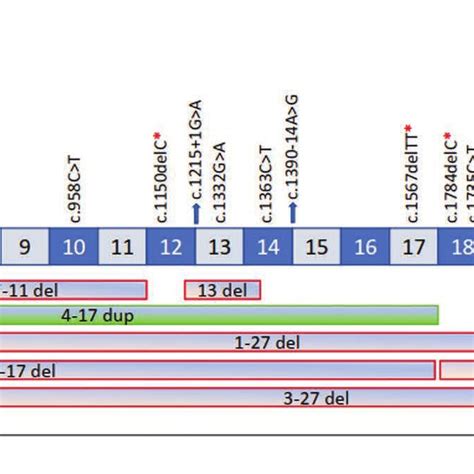 The Distribution Of Mutations Detected In The Rb1 Gene Sequence On The