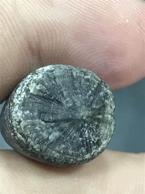 Is This A Fossil Tree Root How Old Do You Think It Is It Was Dug Out Of An Area By A Pond In