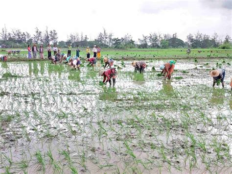မင်္ဂလာဒုံမြို့နယ်အတွင်း မိုးစပါး စိုက်ပျိုးမှု ၈၅ ရာခိုင်နှုန်းကျော