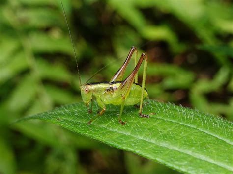 直翅類 jp公式 on Twitter RT orthoptera jp 1 100秒ではナカオレツユムシの触角のﾌﾟﾙﾌﾟﾙを