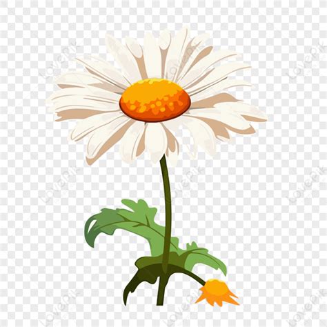 데이지 꽃 클립 아트 데이지 꽃 흰색 배경 벡터 일러스트 레이 션 만화에 고립 Png 일러스트 무료 다운로드 Lovepik