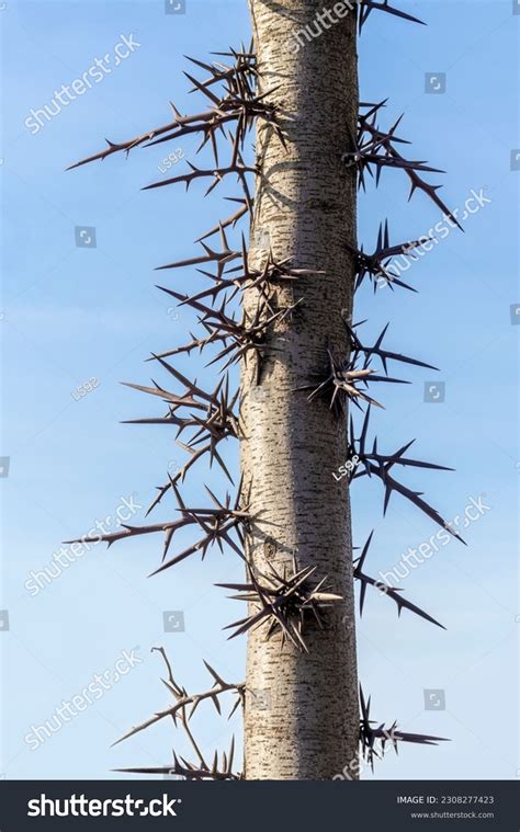 546 Tree Bondage Images Stock Photos Vectors Shutterstock